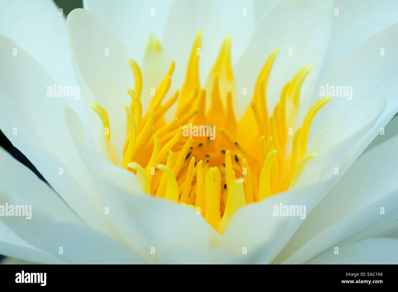 Nymphaeaceae hi-res stock photography and images - Alamy