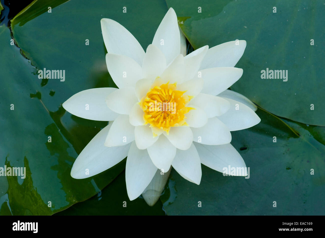 Water Lily Nymphaeaceae sp Kent UK Stock Photo - Alamy