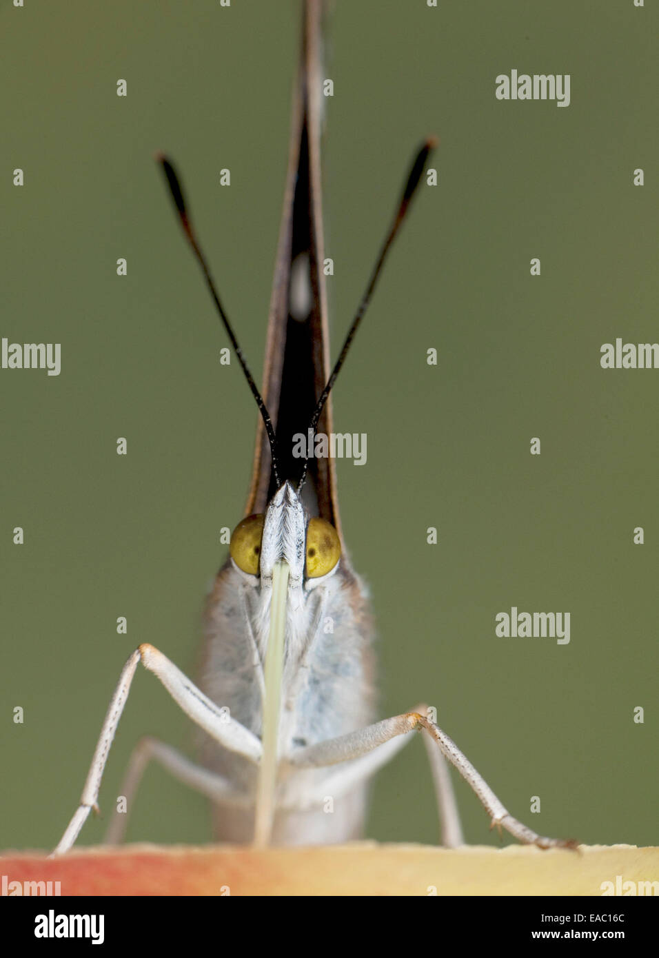 Purple emperor butterfly hi-res stock photography and images - Alamy