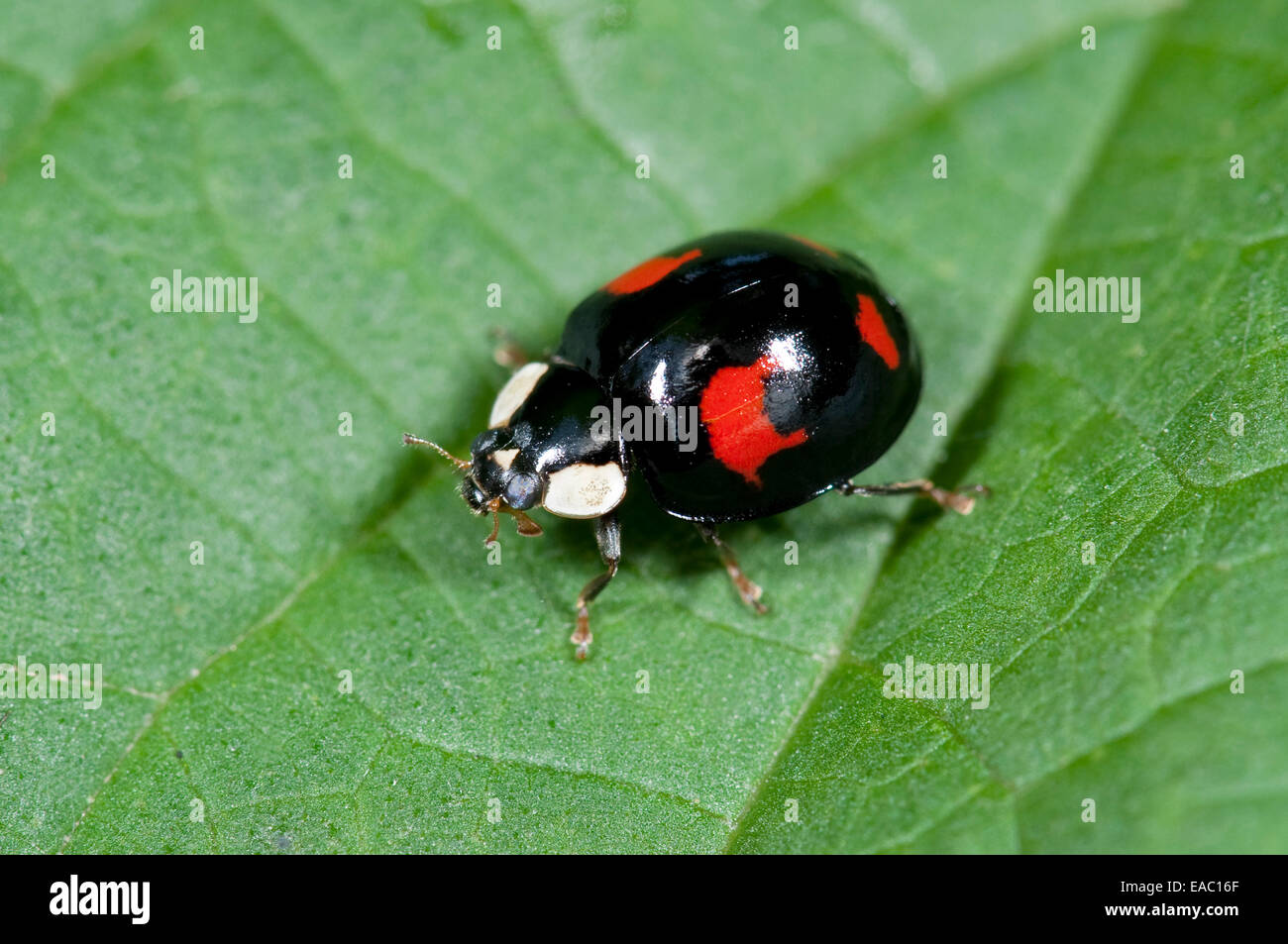 Invertebrates Ladybirds High Resolution Stock Photography and Images ...