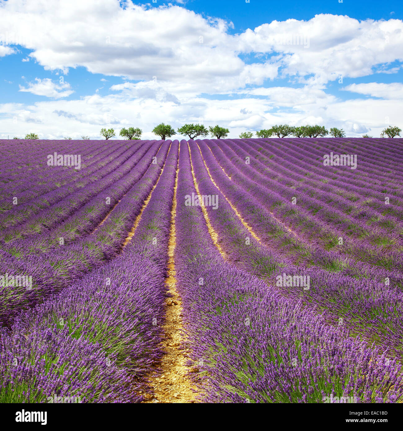 Beautiful lavender field cloudy hi-res stock photography and images - Alamy