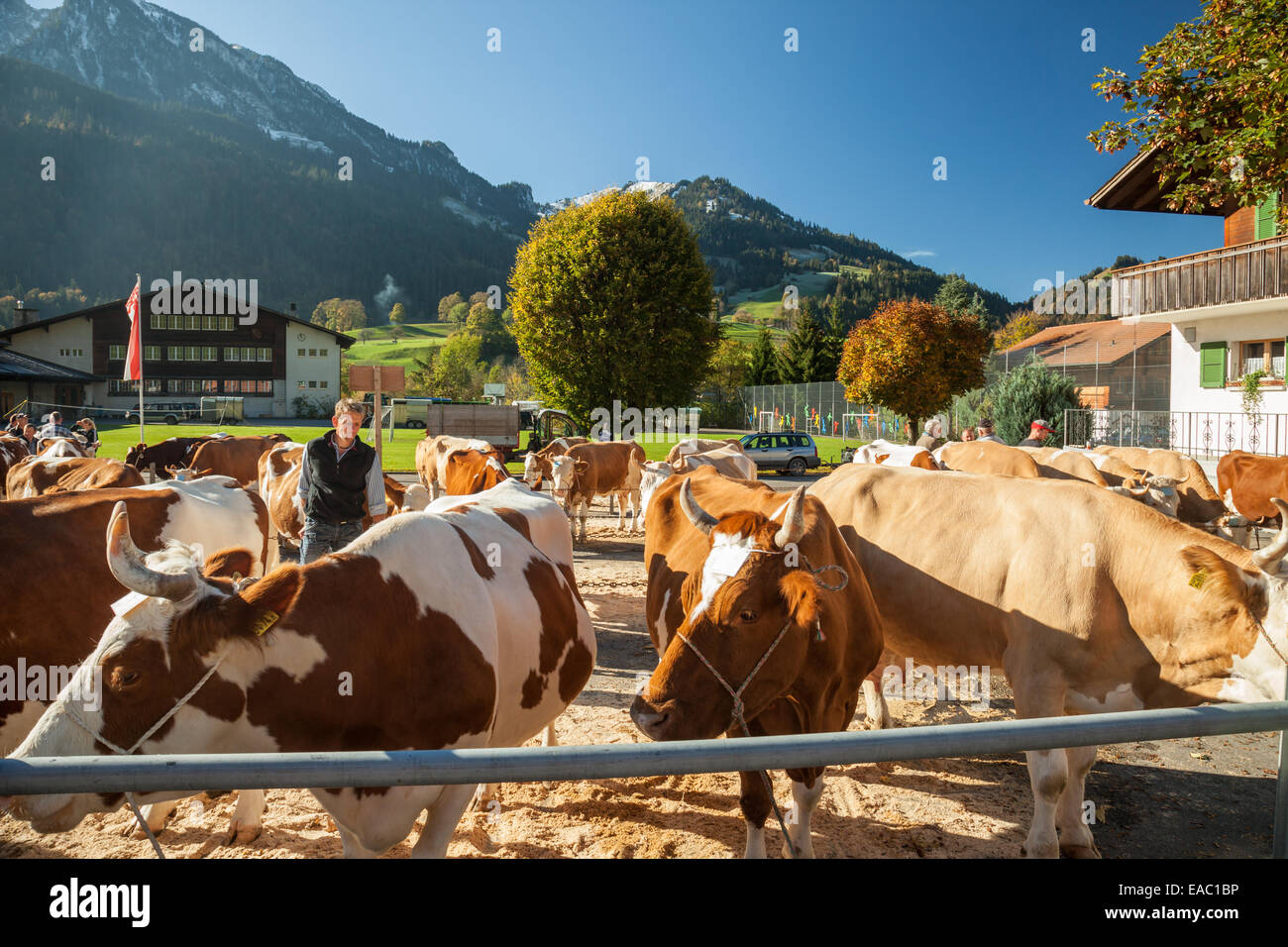 Cattle auction hi-res stock photography and images - Alamy