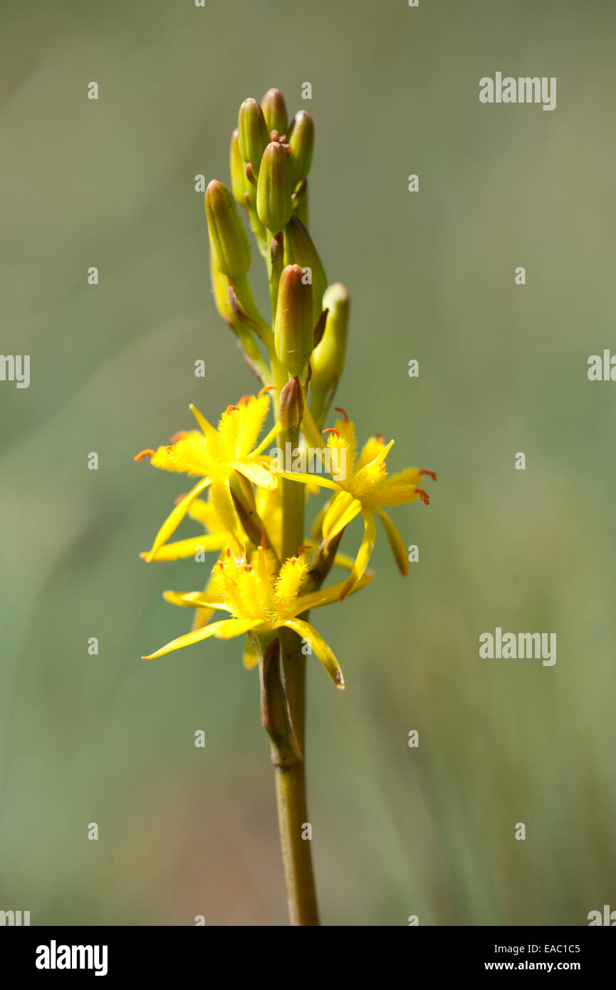 Bog Asphodel Narthecium ossifragum Kent UK Stock Photo - Alamy