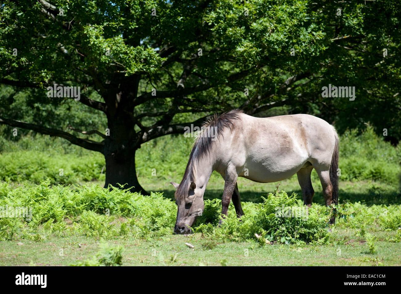 Konik Horse Hothfield Heathlands Kent UK Stock Photo - Alamy
