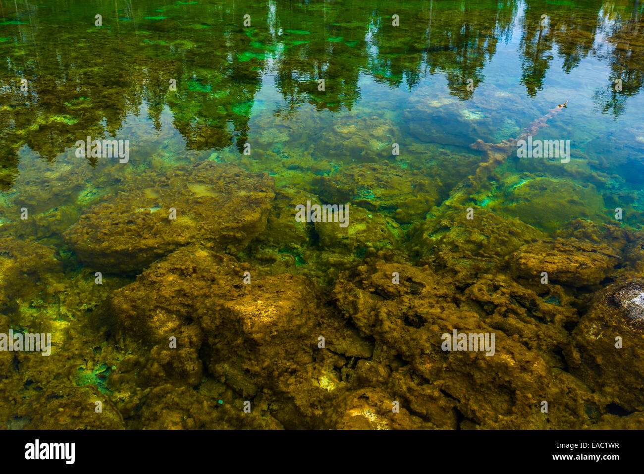 Clear water in wild pond Stock Photo - Alamy