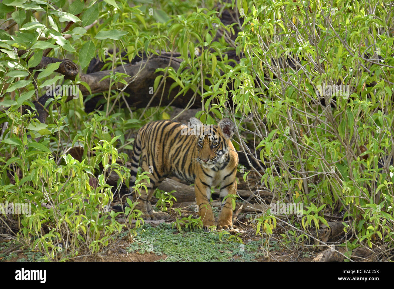 Young Indian Tiger cubs playing in the bushes in Ranthambore Stock ...