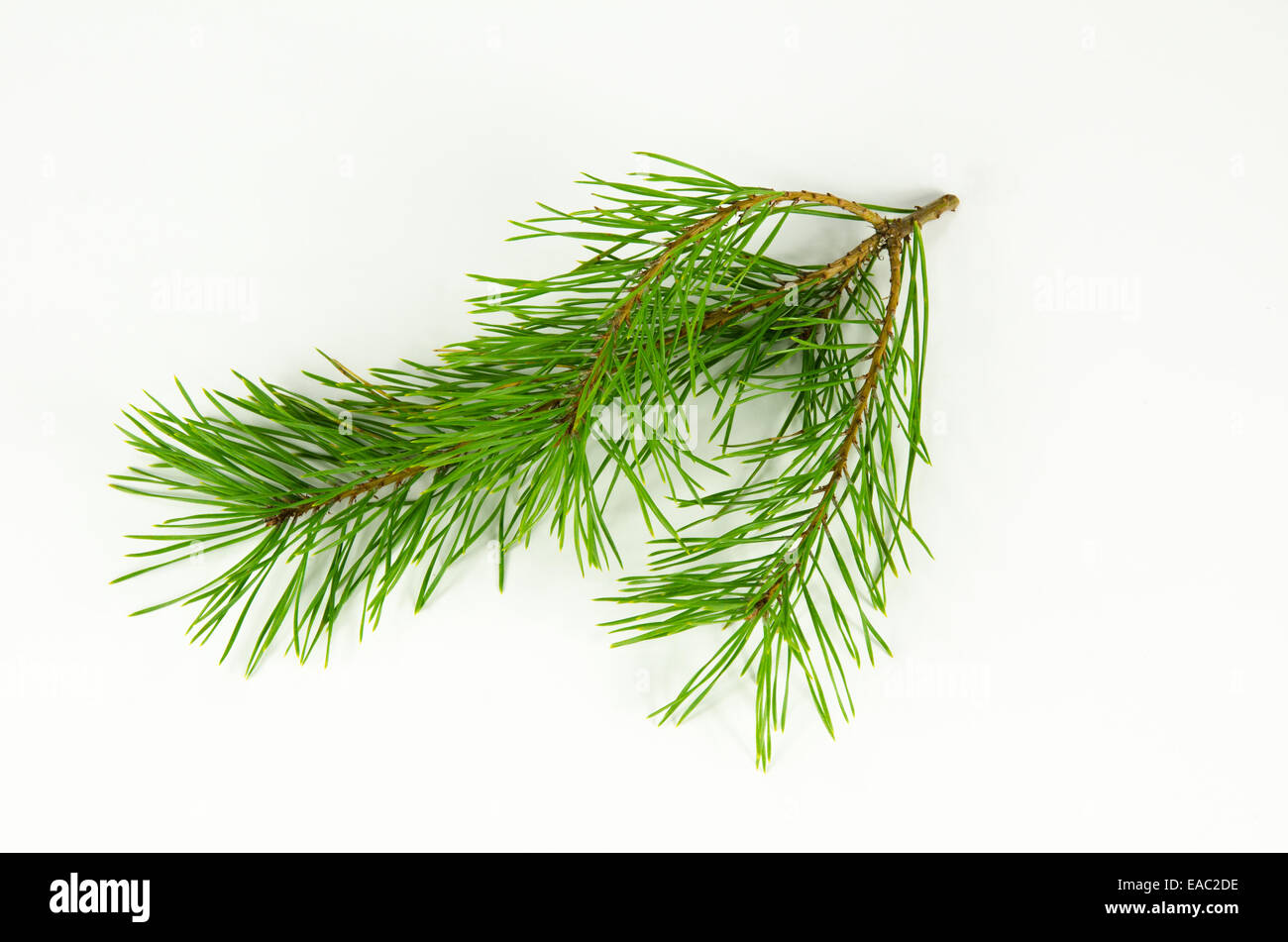 One pine tree twig at a white background Stock Photo - Alamy