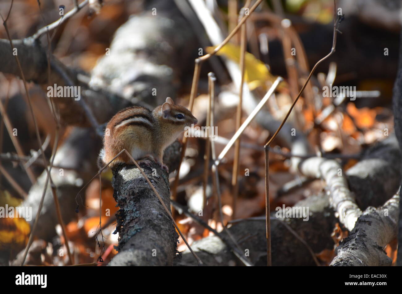 Striped chipmunk hi-res stock photography and images - Alamy