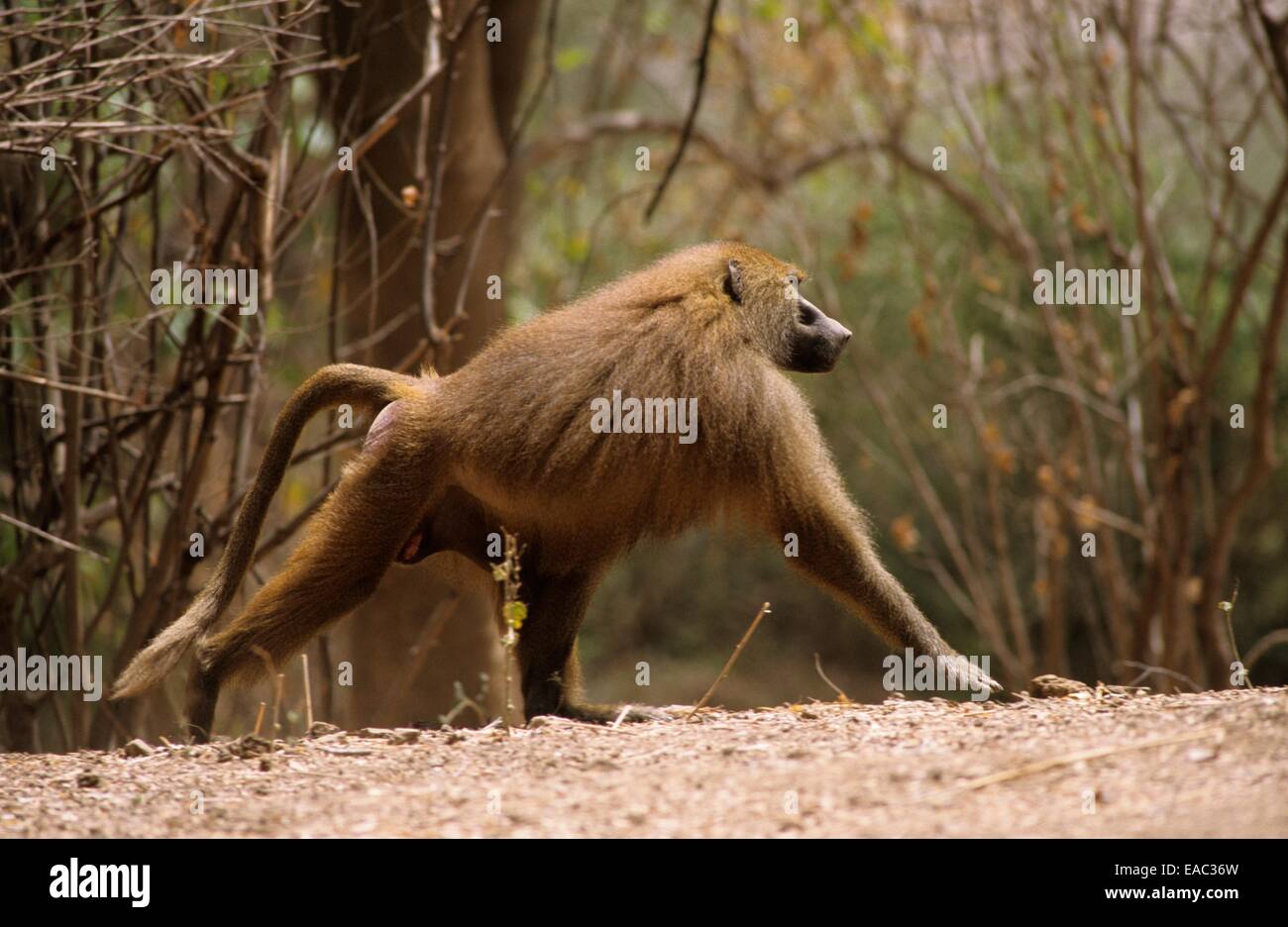 Guinea baboon monkey (Papio papio), National park of Niokolo Koba ...