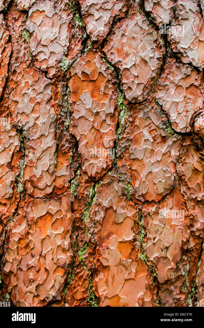 Old pinewood hi-res stock photography and images - Alamy