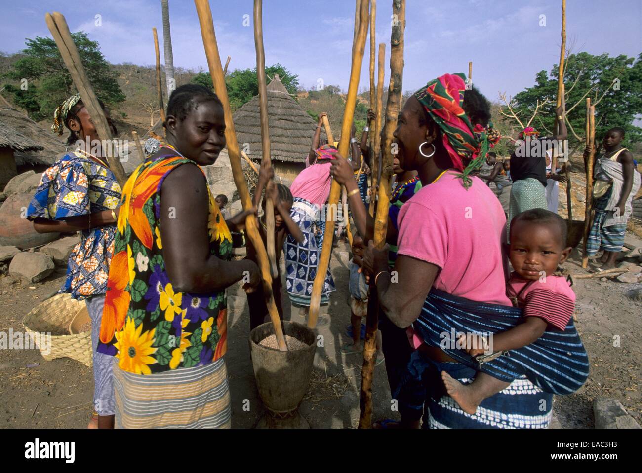 Women looting millet, Village Bedik, Bassari country, Senegal, West ...