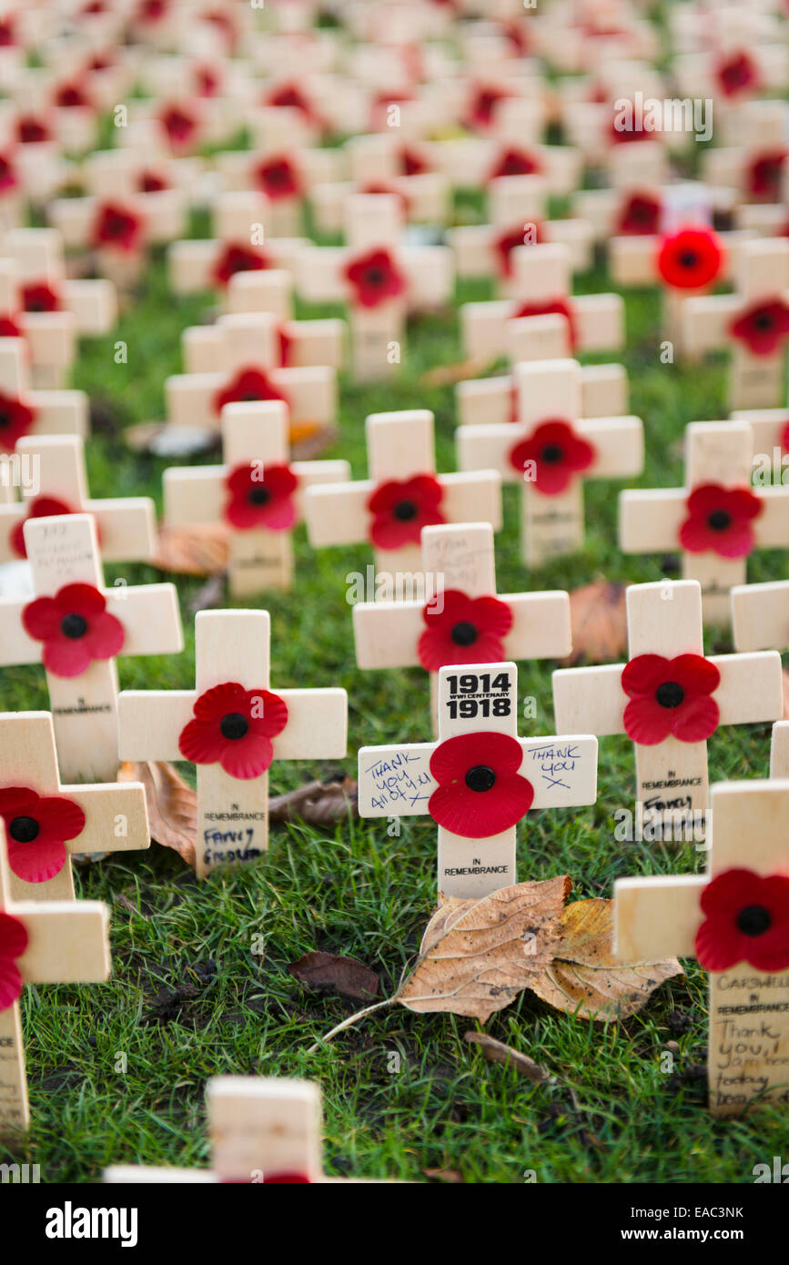Poppies remembrance Sunday Stock Photo - Alamy