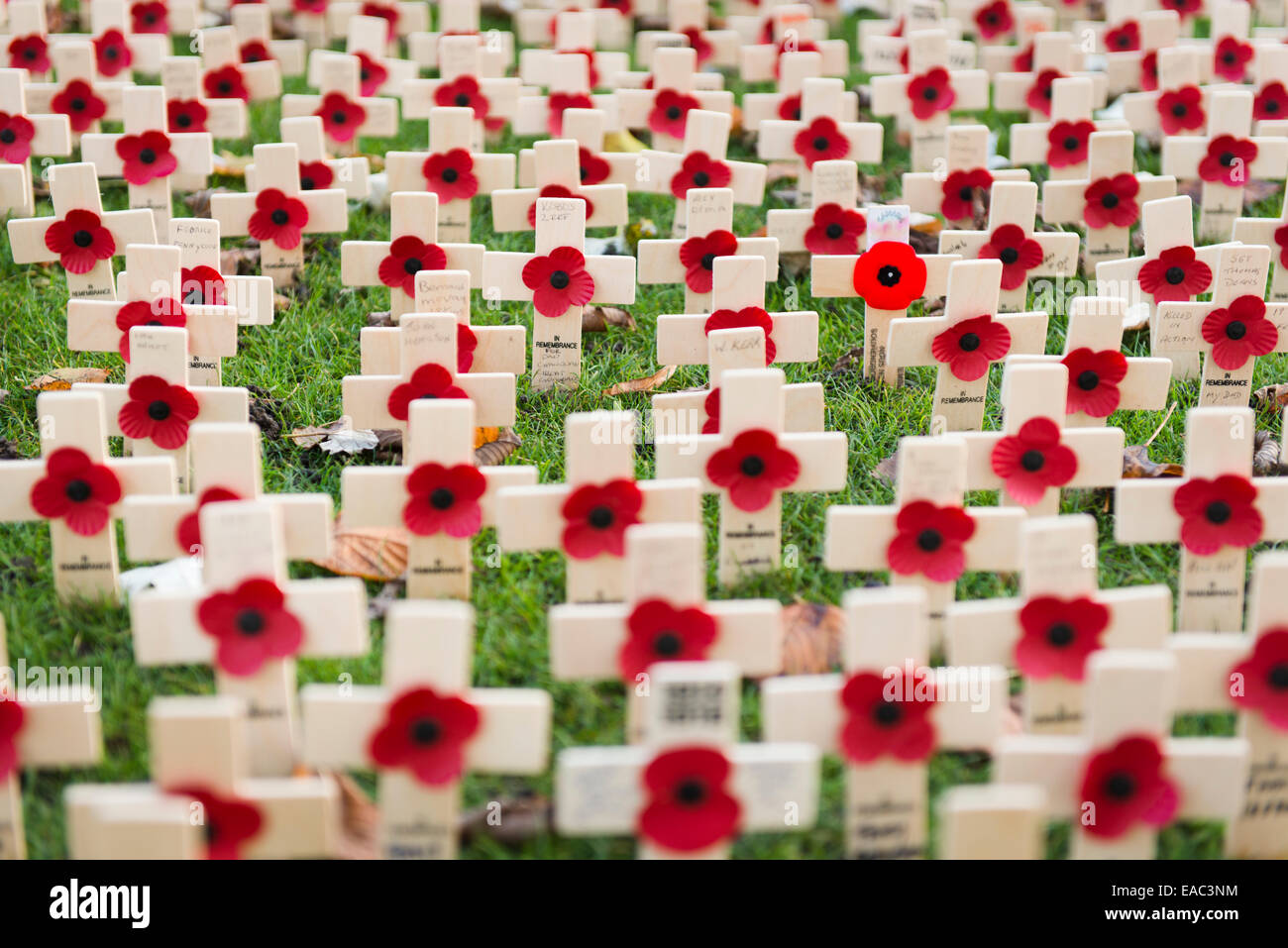 Poppies remembrance Sunday Stock Photo - Alamy