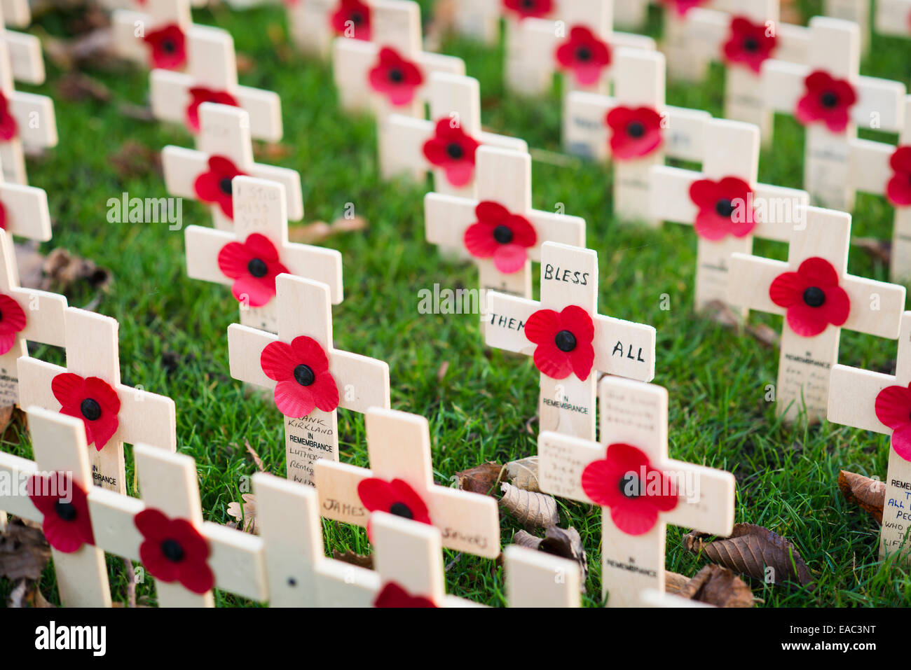 Poppies remembrance Sunday Stock Photo - Alamy