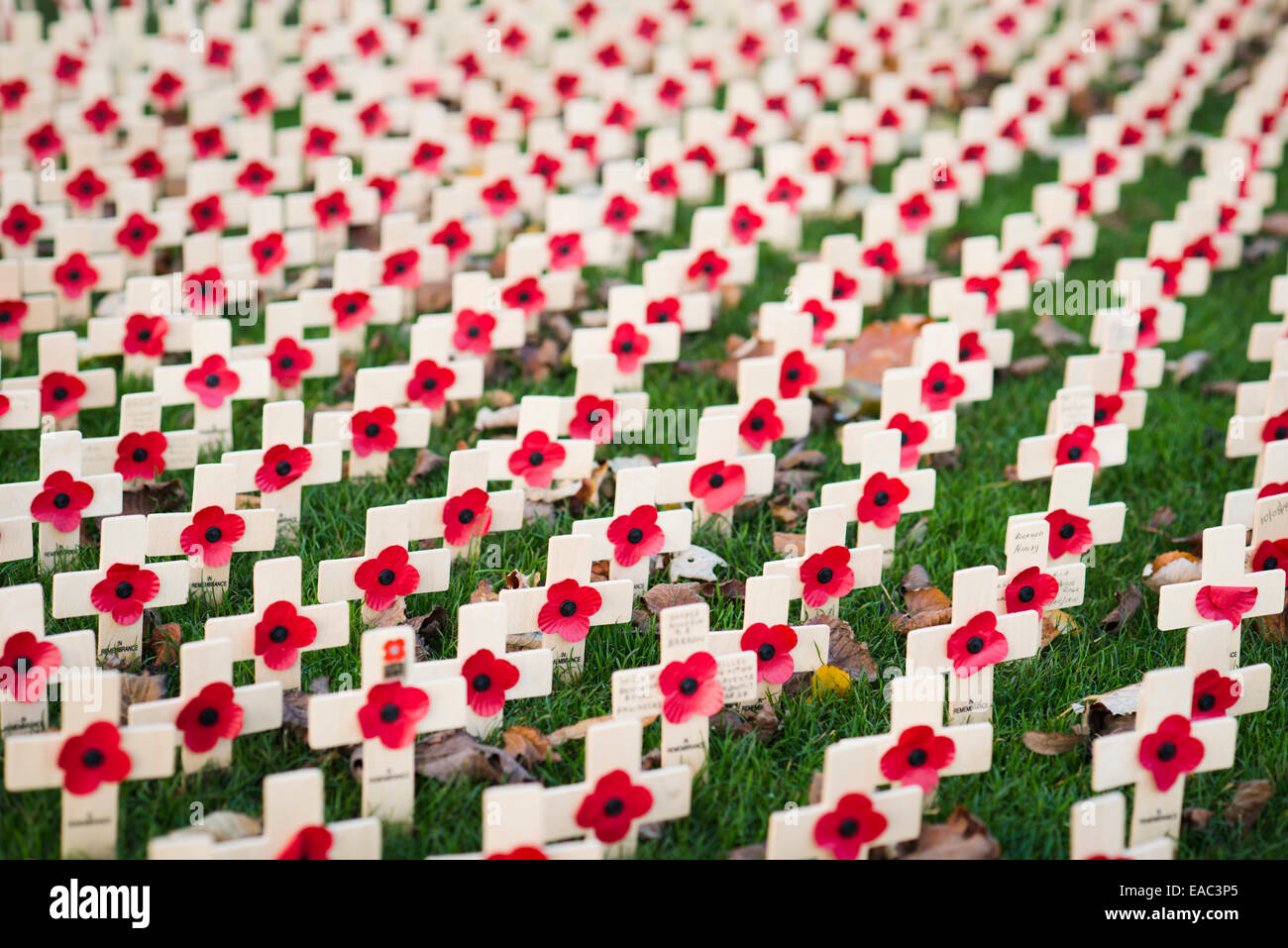 Poppies remembrance Sunday Stock Photo - Alamy