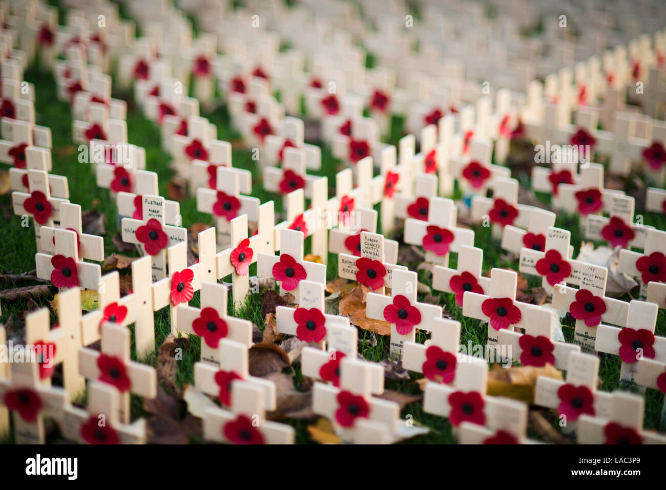 Poppies remembrance Sunday Stock Photo - Alamy