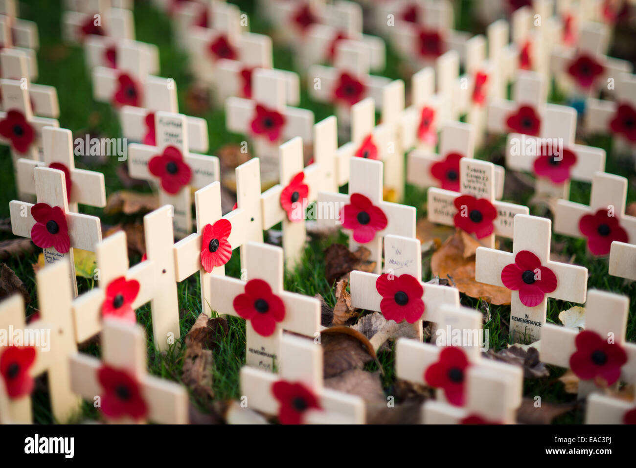 Poppies remembrance Sunday Stock Photo - Alamy