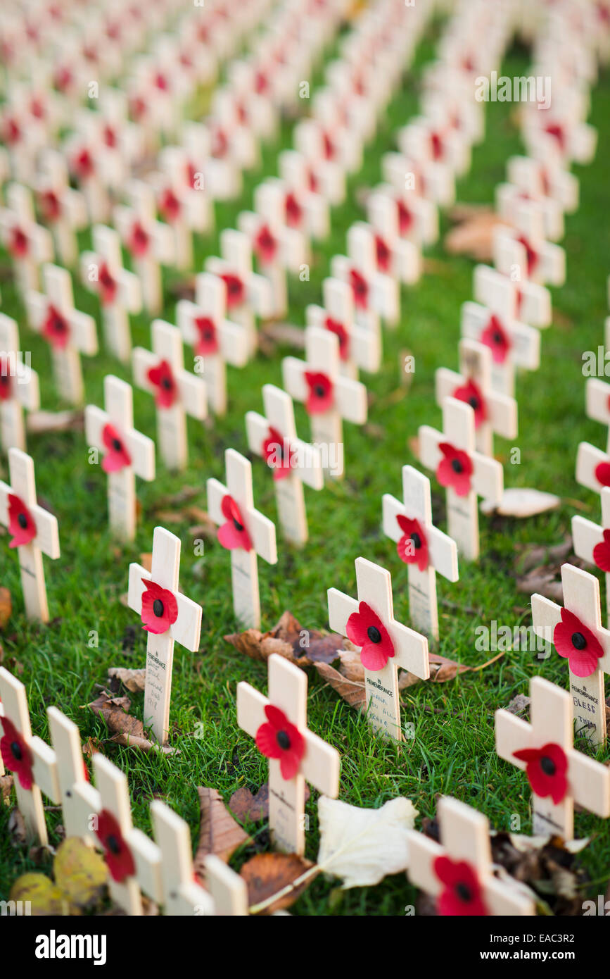 Poppies remembrance Sunday Stock Photo - Alamy