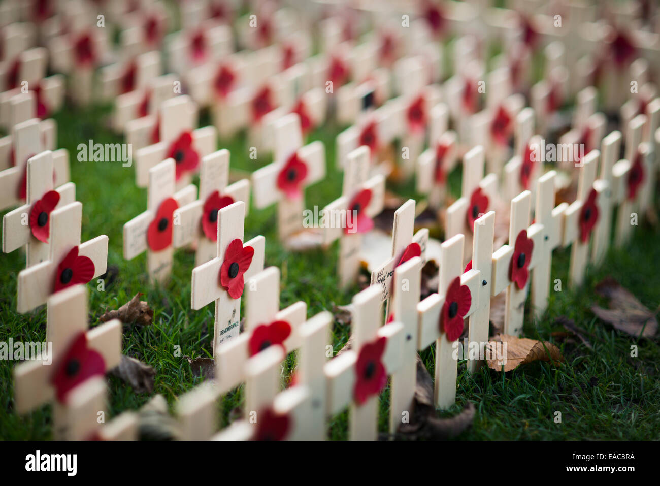 Poppies remembrance Sunday Stock Photo - Alamy