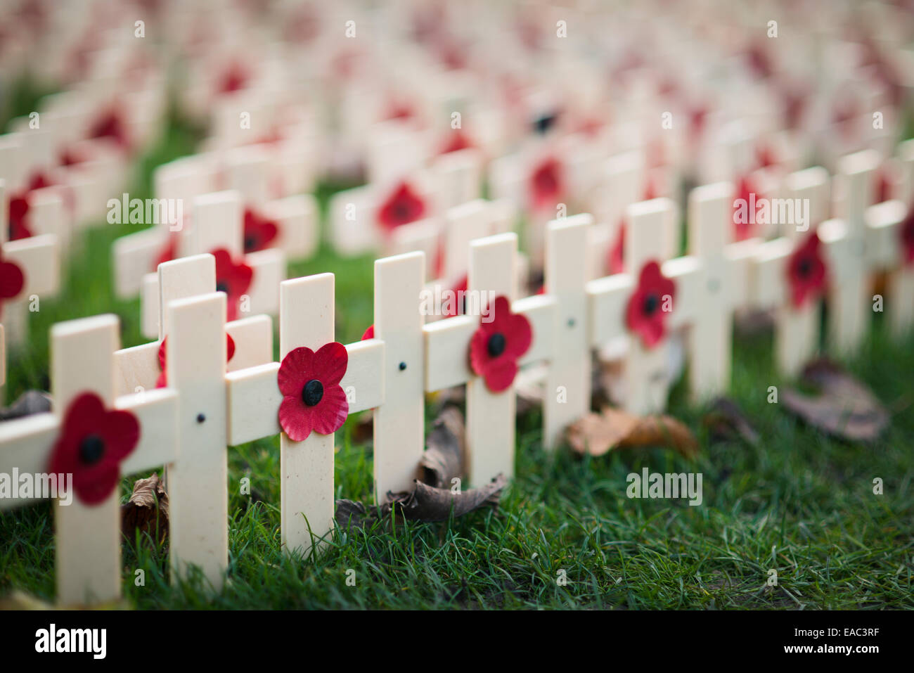 Poppies remembrance Sunday Stock Photo - Alamy