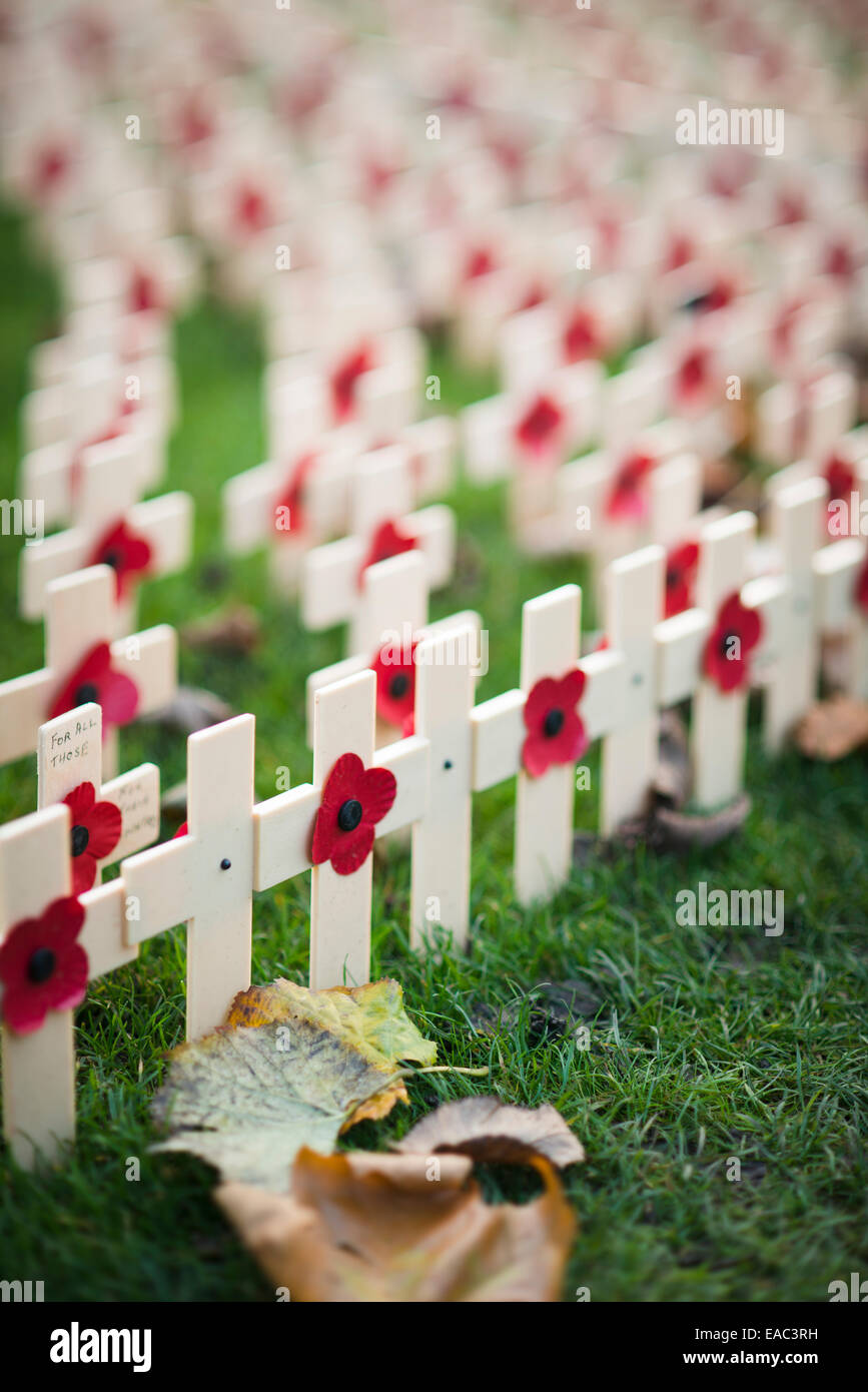 Poppies remembrance Sunday Stock Photo - Alamy