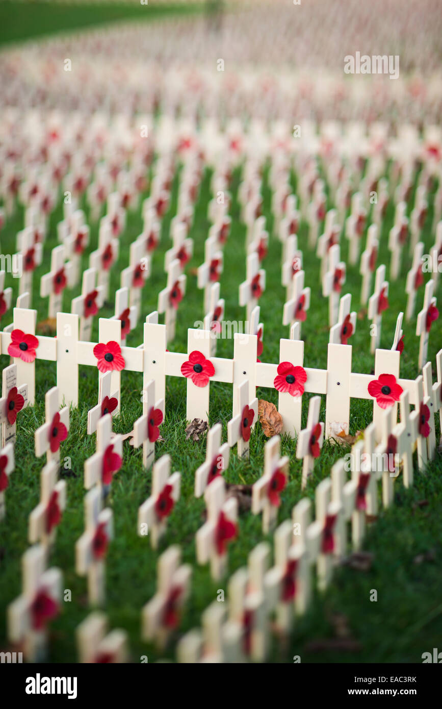 Poppies remembrance Sunday Stock Photo - Alamy