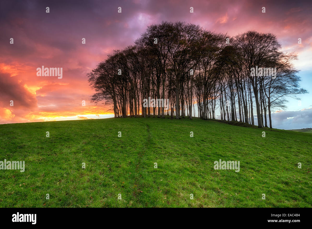 A beautiful fiery sunset over a beech tree copse on a hill alongside ...