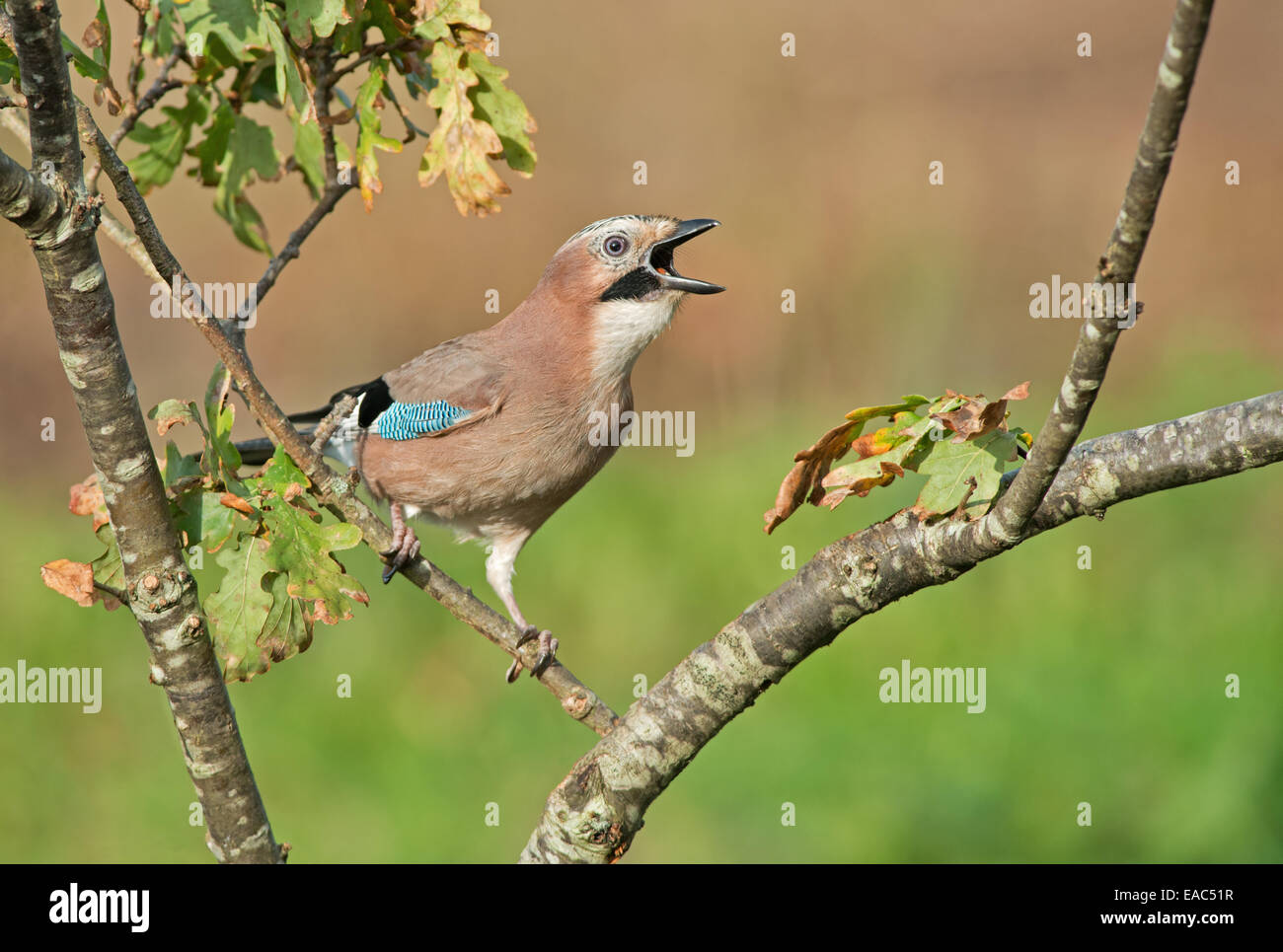Acorns oak tree hi-res stock photography and images - Alamy