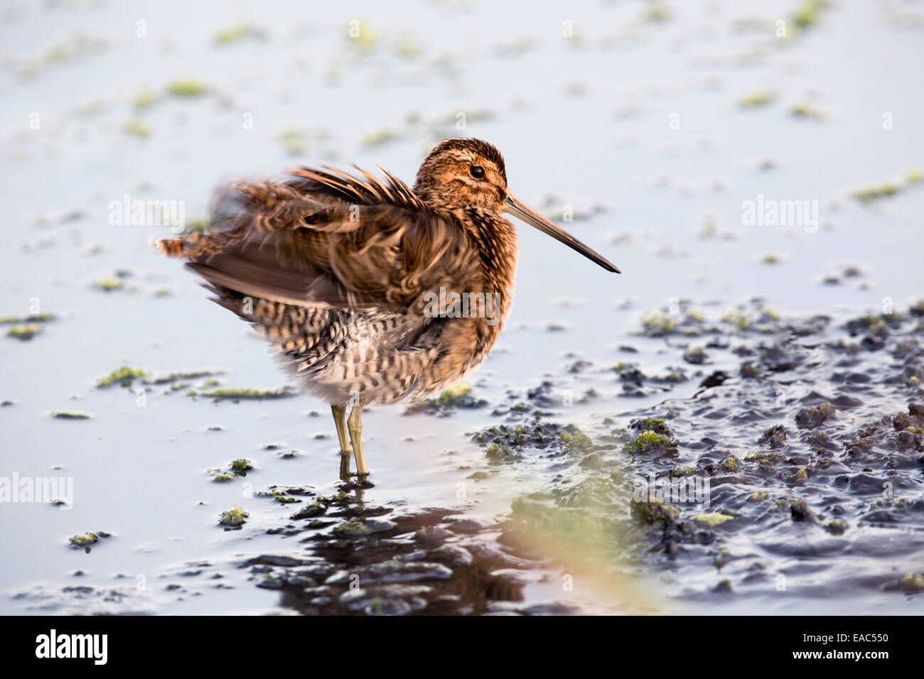 Snipe uk hi-res stock photography and images - Alamy