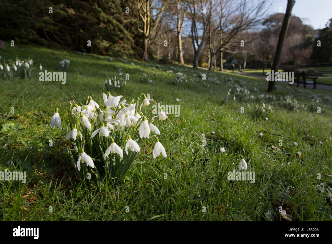 Snowdrops; Trenance; Spring; Cornwall; UK Stock Photo - Alamy