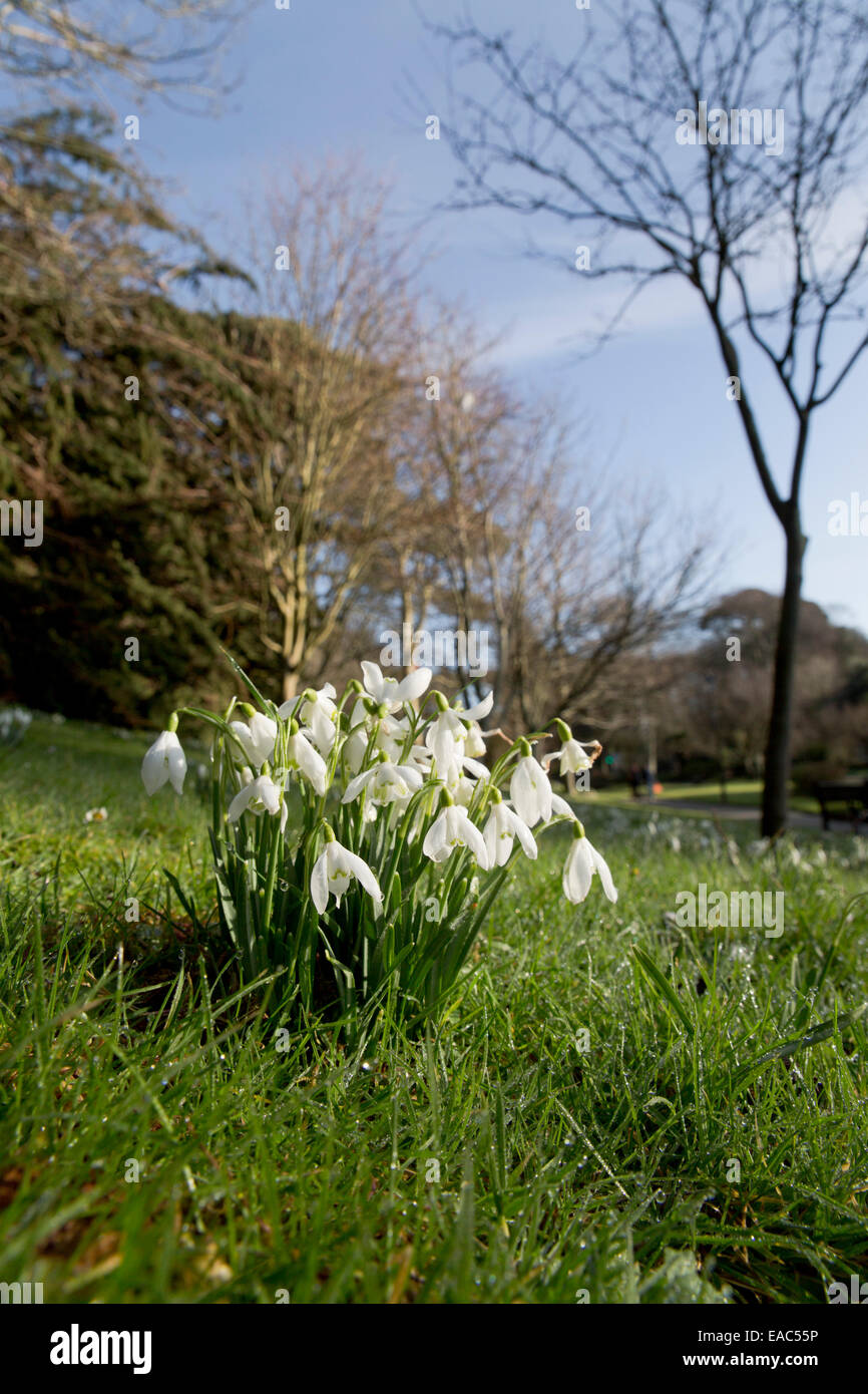 Snowdrops; Trenance; Spring; Cornwall; UK Stock Photo - Alamy