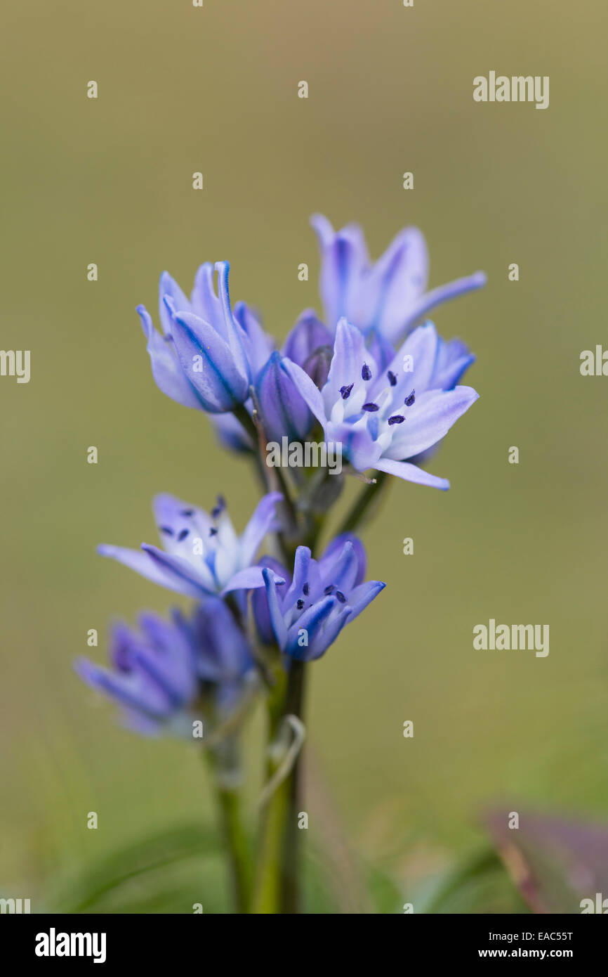 Spring Squill; Scilla verna; Cornwall; UK Stock Photo - Alamy