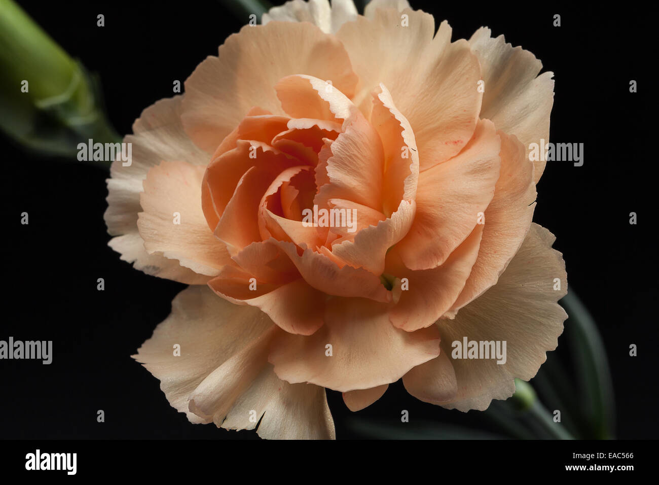 Orange carnation hi-res stock photography and images - Alamy