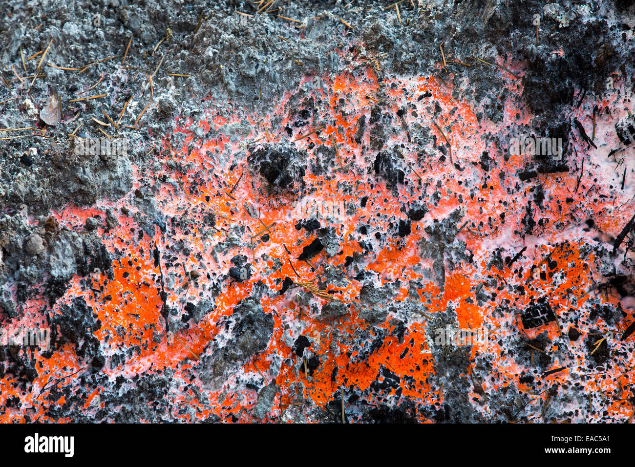 Orange colours left by a tree stump burning in the King Fire that ...
