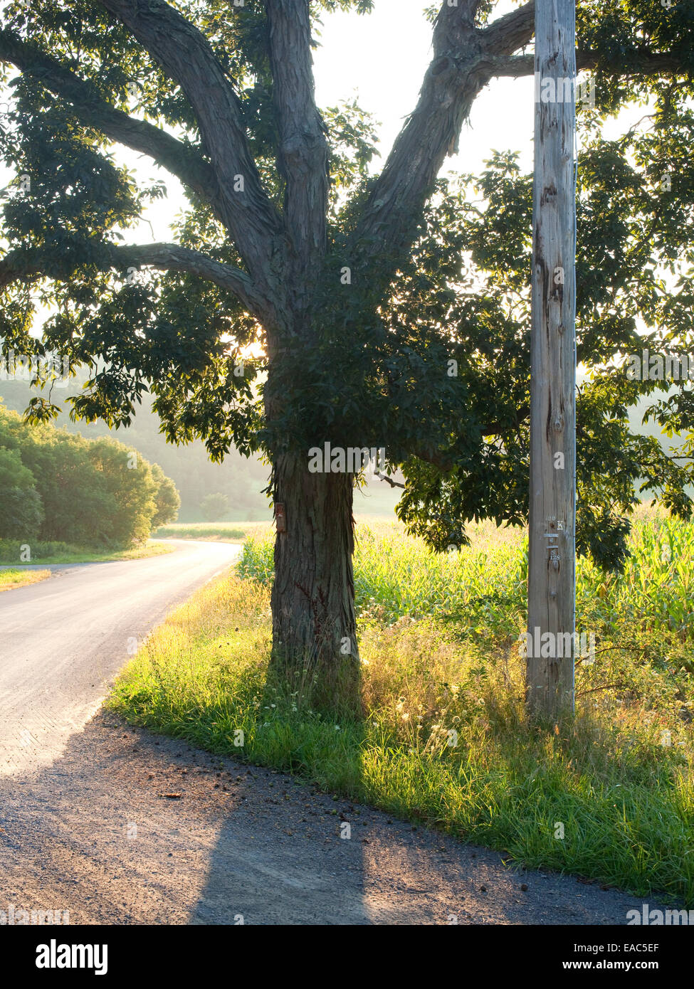 Hickory tree hi-res stock photography and images - Alamy