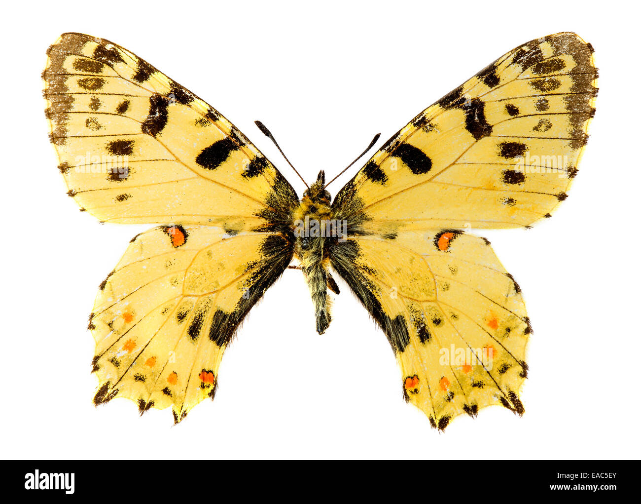 Eastern Festoon (Allancastria cerisyi) butterfly Stock Photo - Alamy