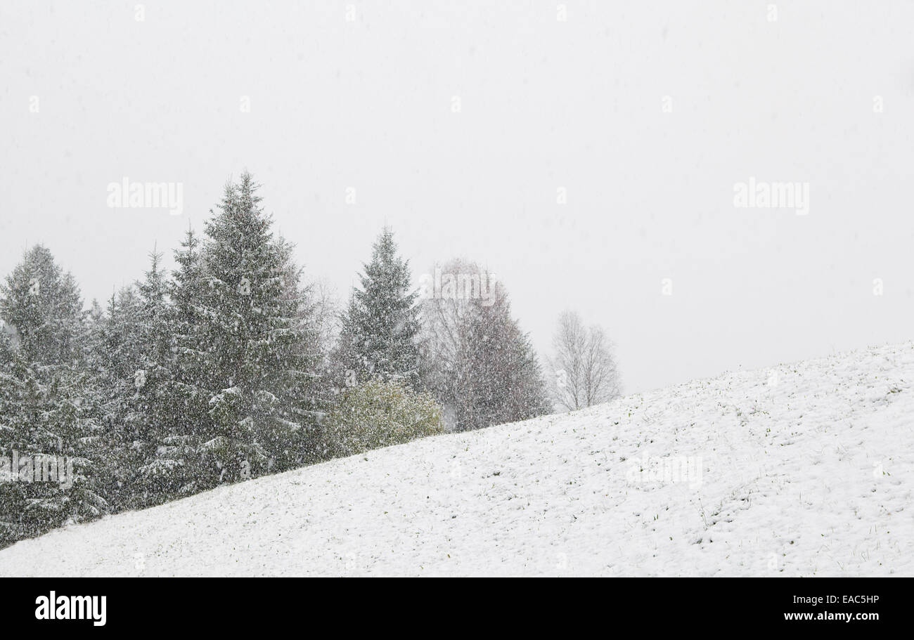 snowstorm over hill and spruce trees in winter Stock Photo - Alamy