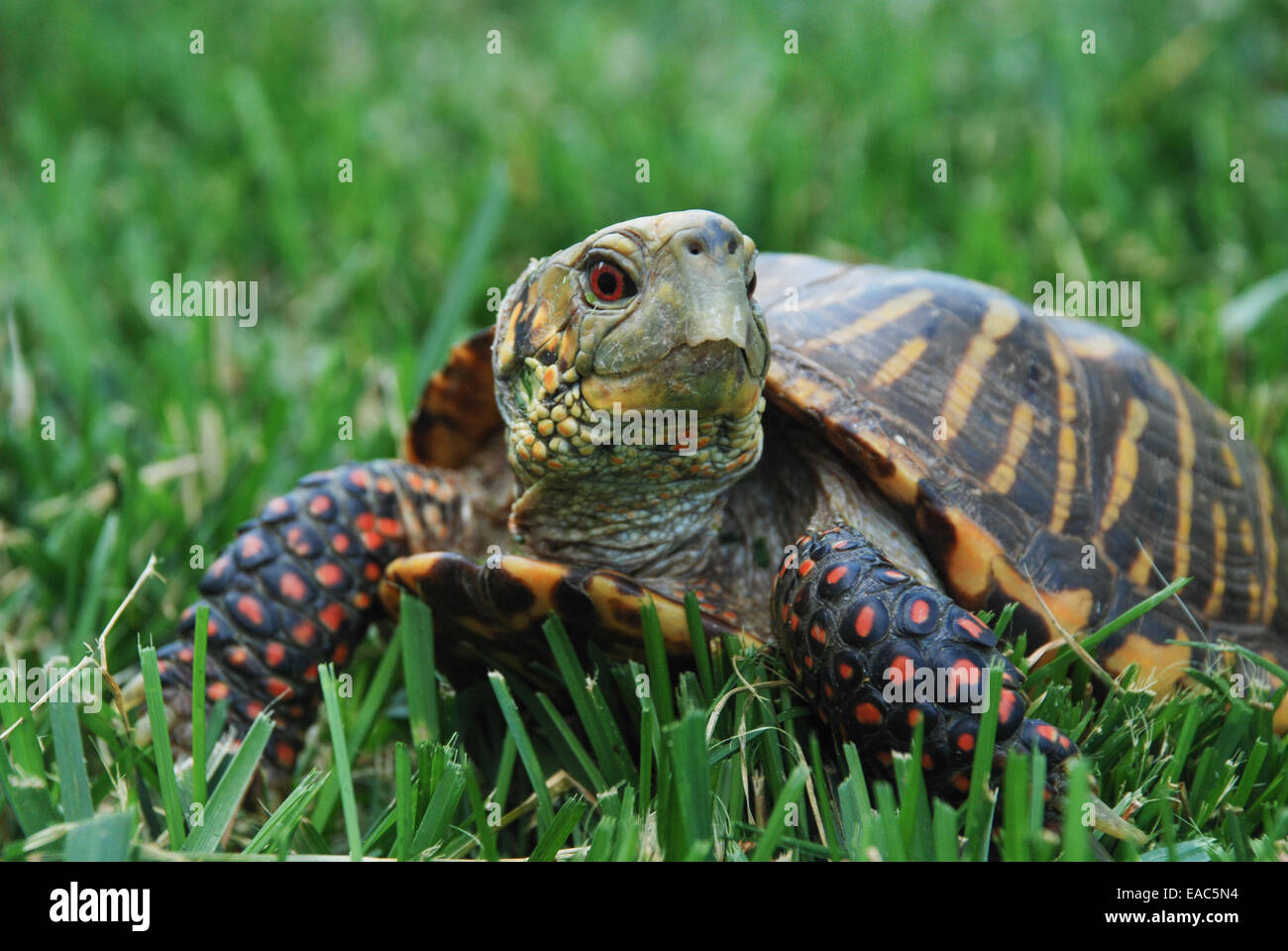 Turtle predators hi-res stock photography and images - Alamy
