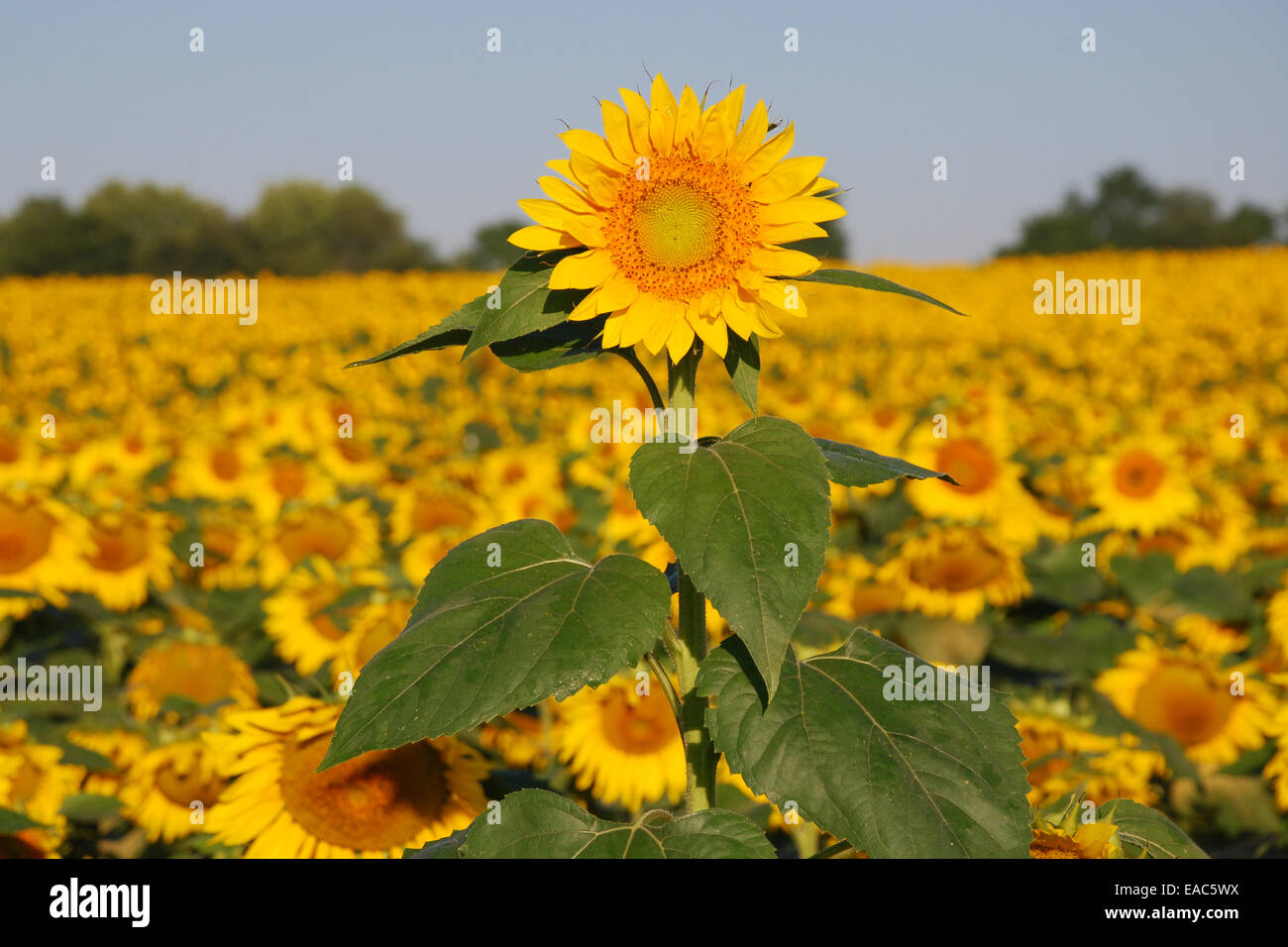 Sunflower stands out of a field of Sunflowers Stock Photo - Alamy