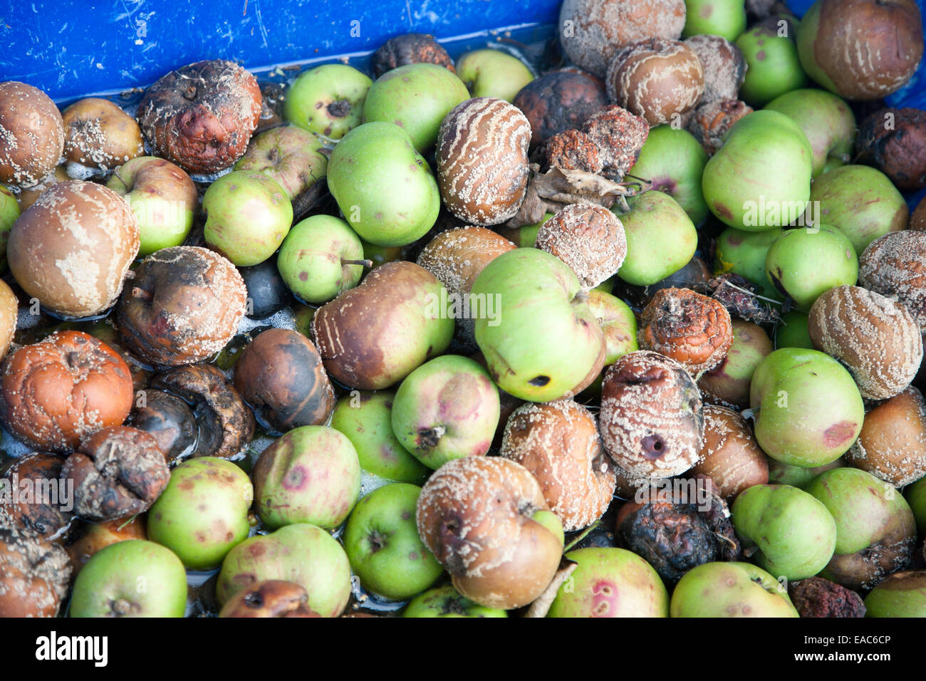 Pile of rotting food hi-res stock photography and images - Alamy