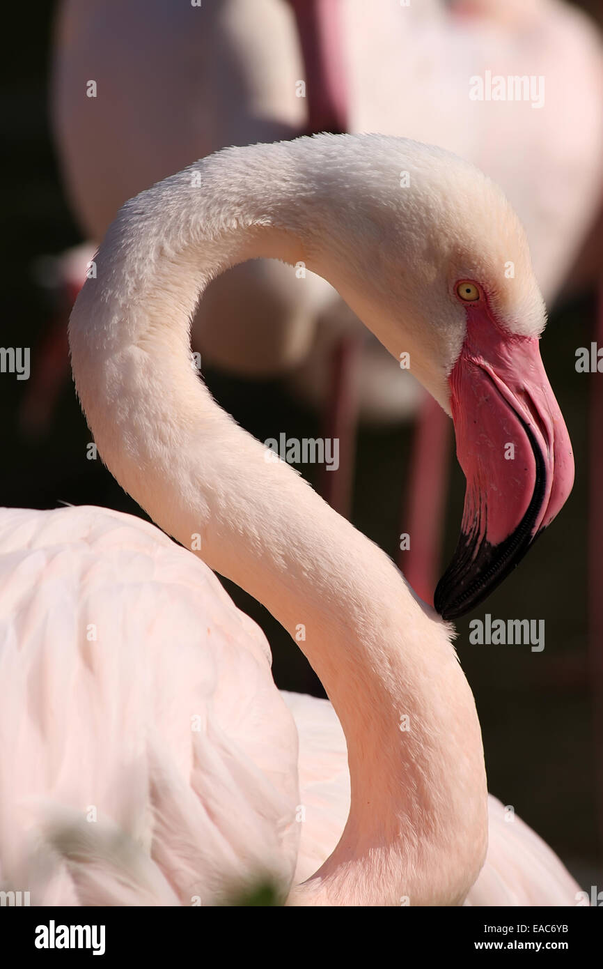 Long beak flamingo hi-res stock photography and images - Alamy