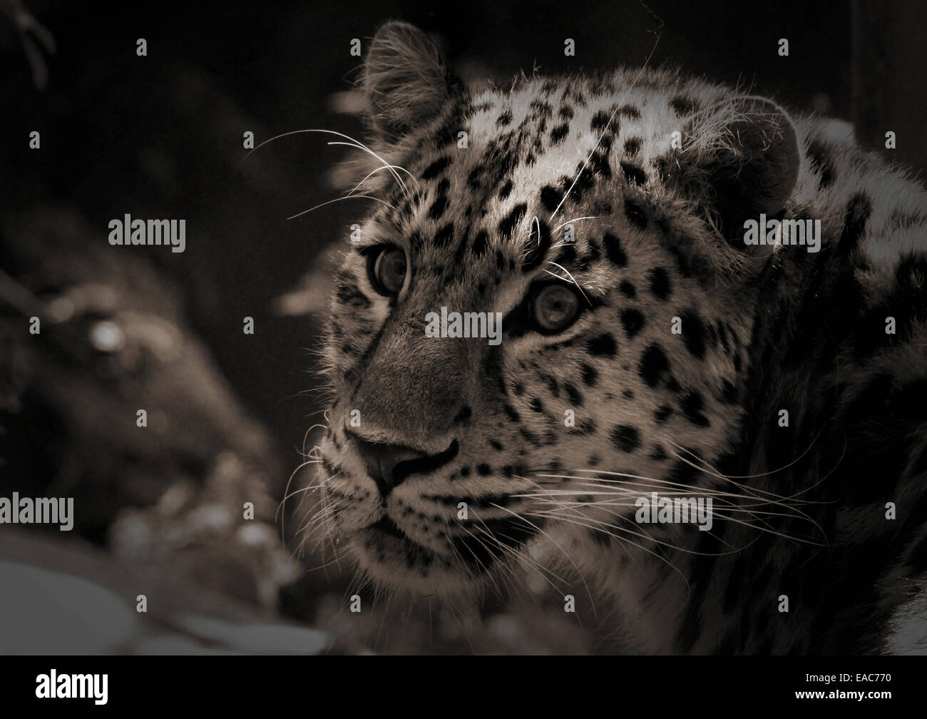 Amur Leopard Leopards High Resolution Stock Photography and Images - Alamy