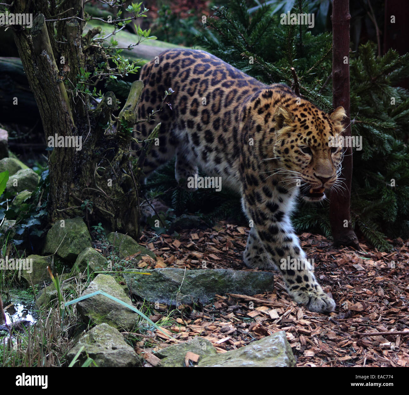 Amur leopard head portrait hi-res stock photography and images - Alamy