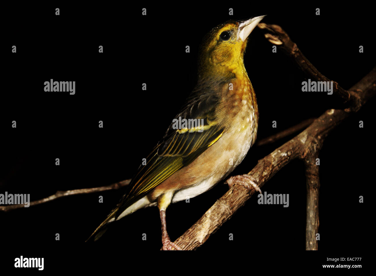 Distinctive british finch bird hi-res stock photography and images - Alamy