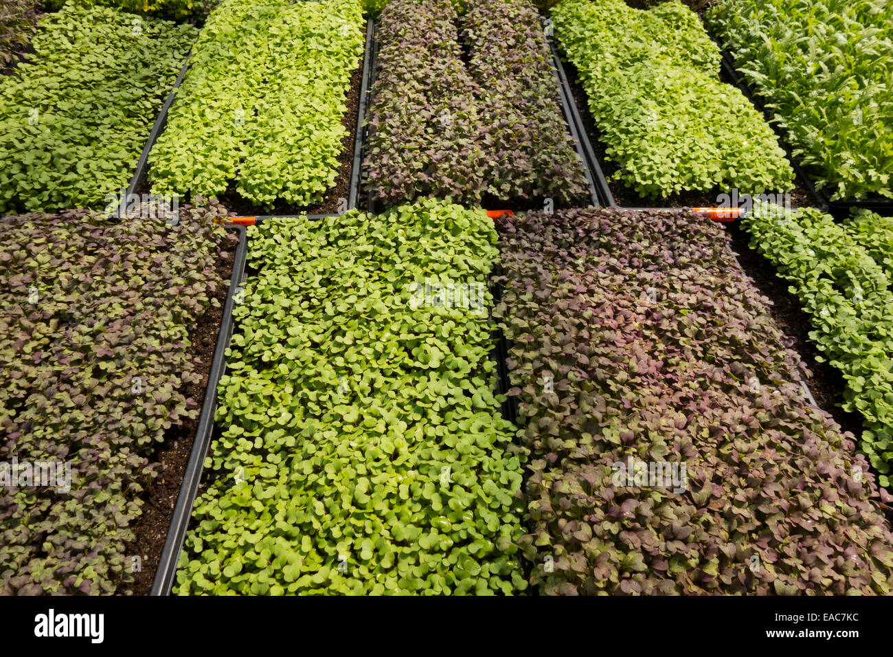 Brooklyn food and farm hi-res stock photography and images - Alamy