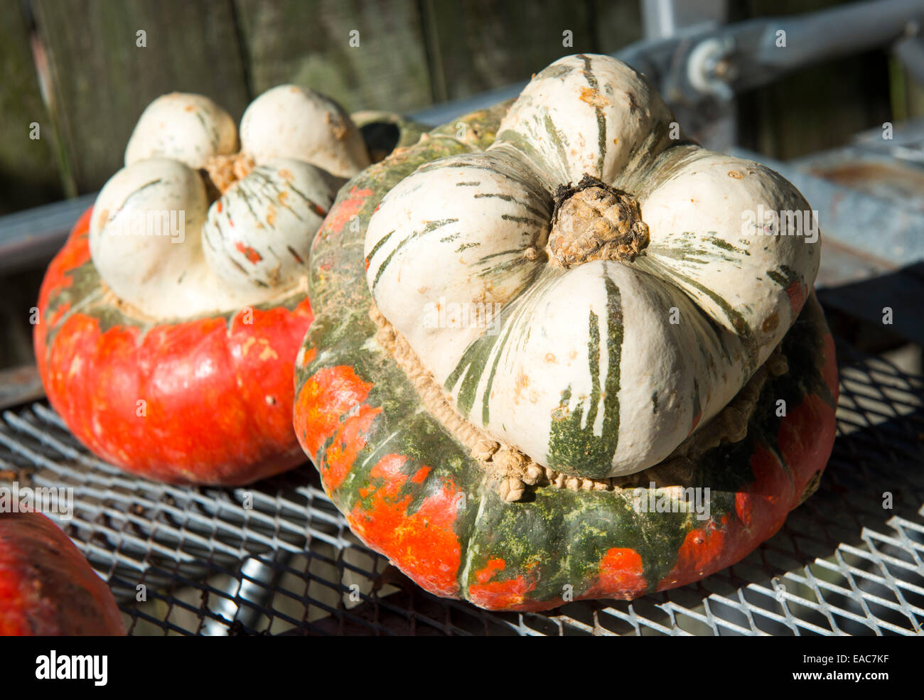 St michaels pumpkins hi-res stock photography and images - Alamy
