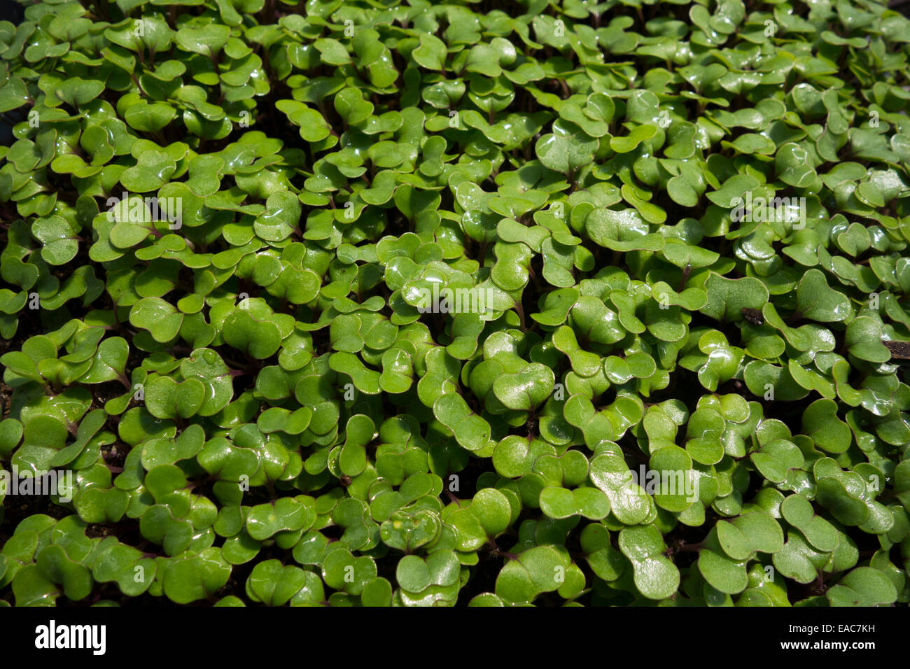 Brooklyn rooftop farm Stock Photo - Alamy