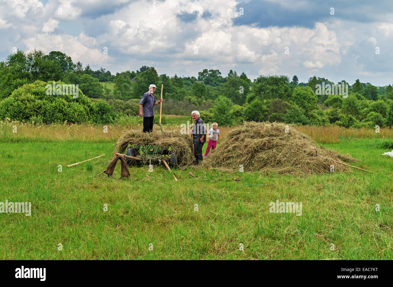 Hay drying, transportation and haystacks for cows and horses in the ...