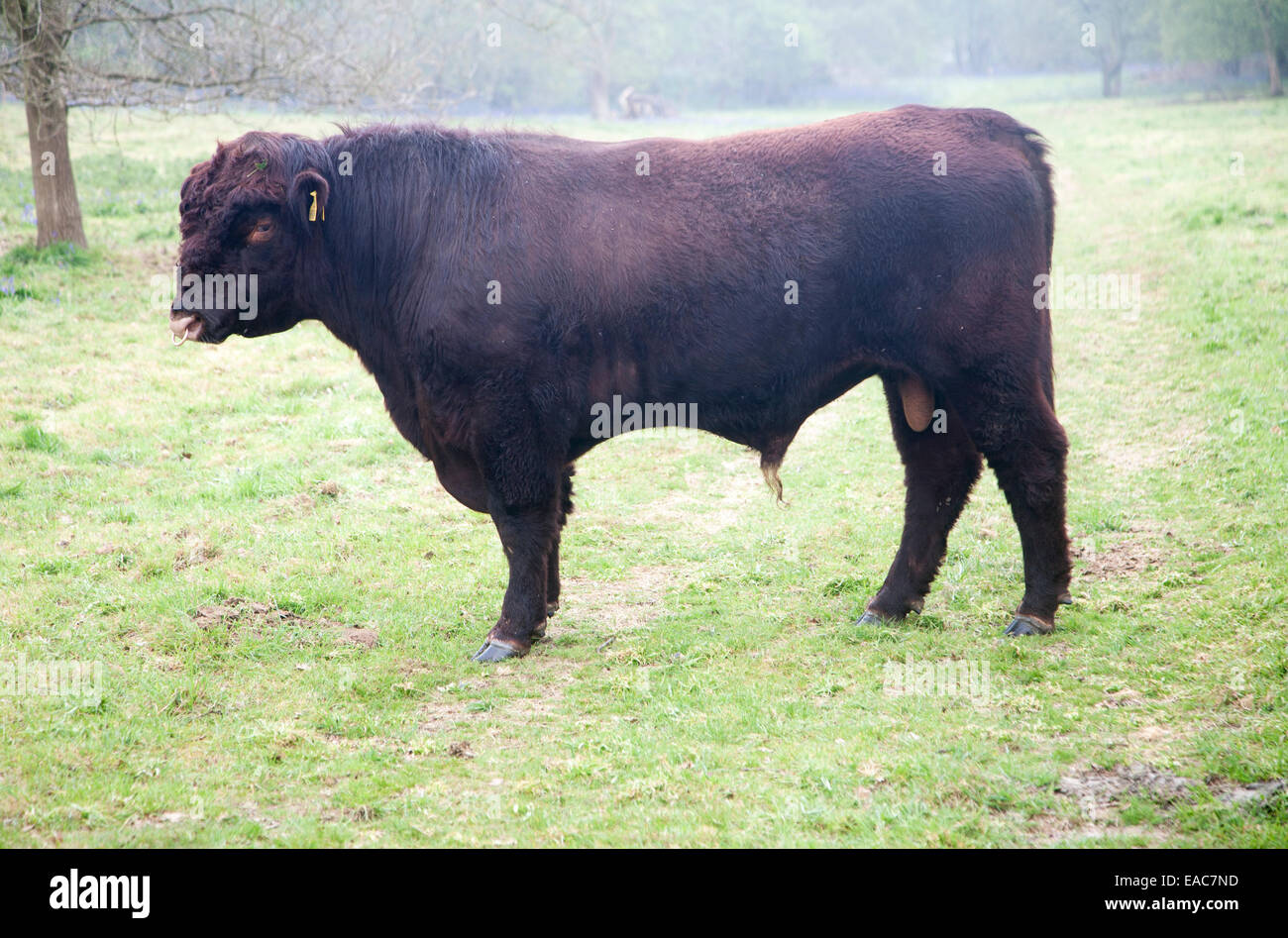 Red Poll Bull