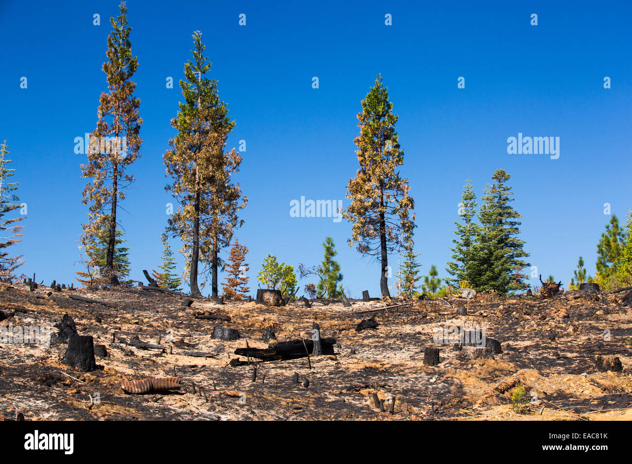 The king fire in the El Dorado National Forest, California, USA Stock ...